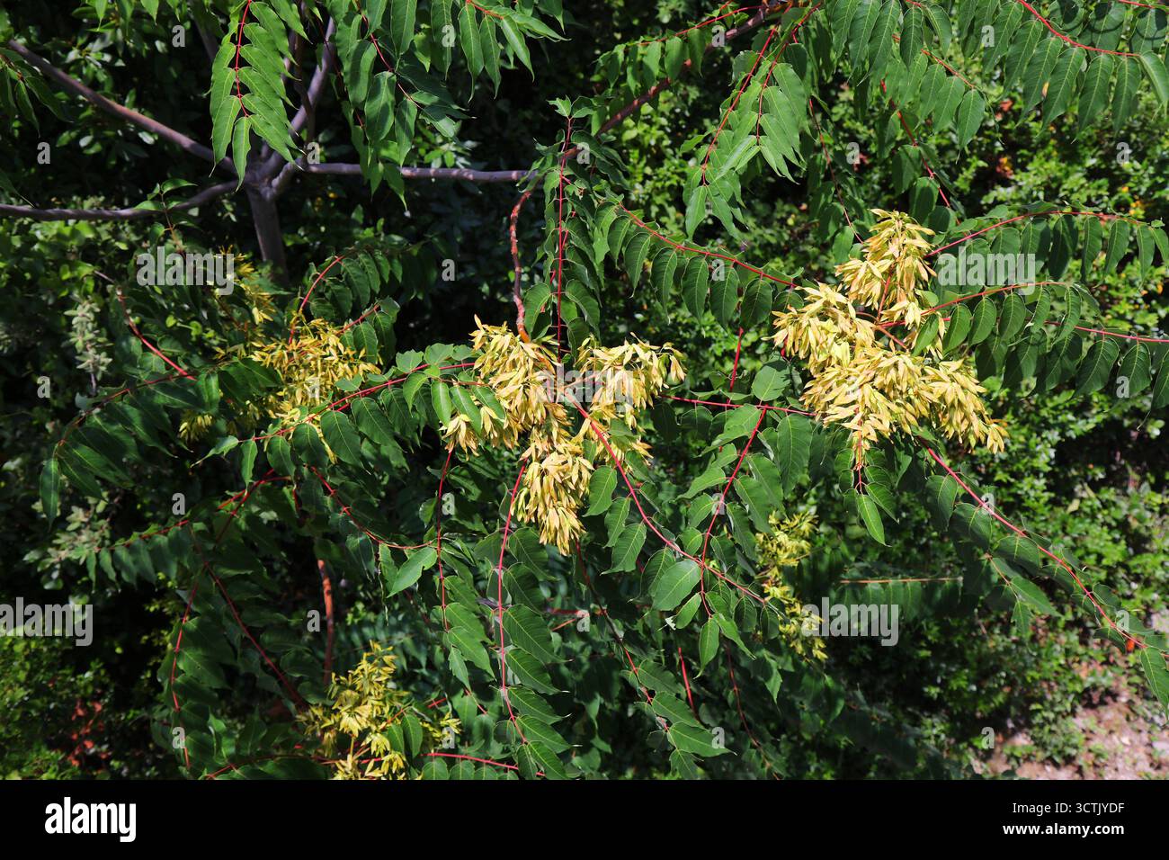 Ailanthus altissima tree - tree of heaven or ailanthus tree. Tree of ...