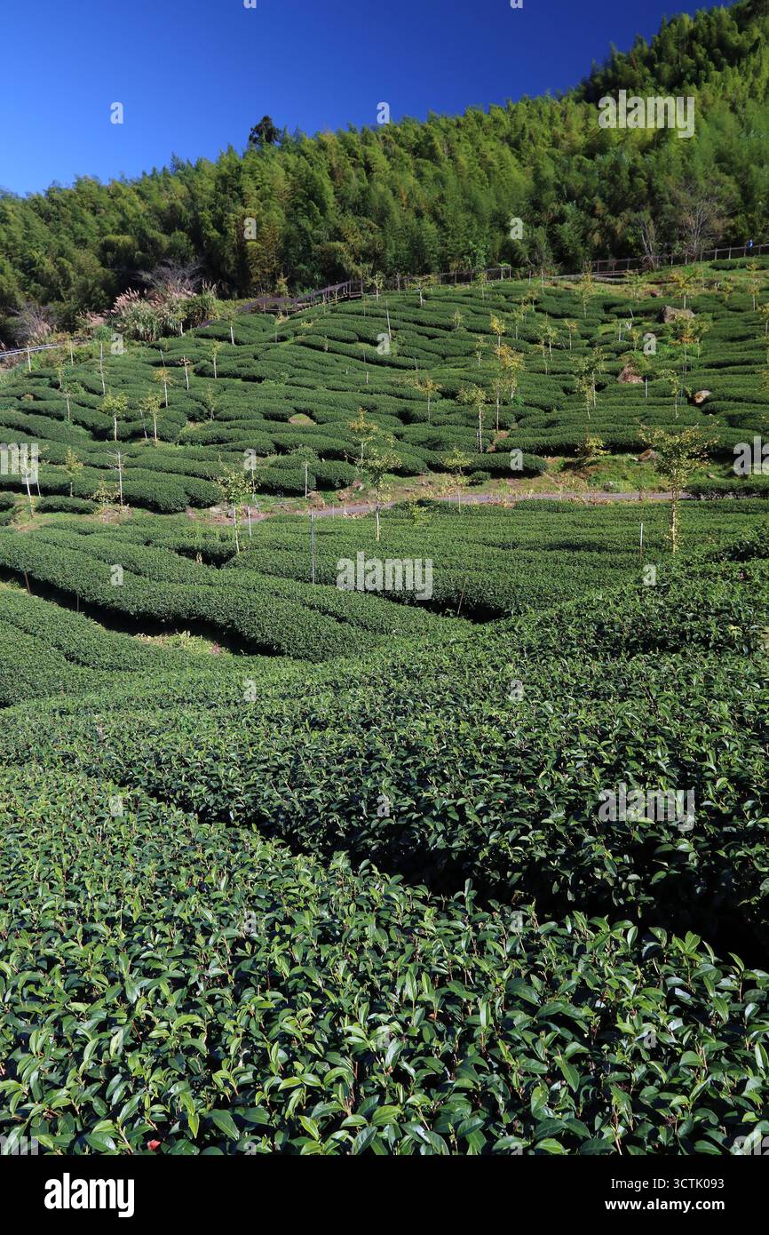 Tea farms in Taiwan. Hillside tea plantations in Shizhuo, Alishan ...