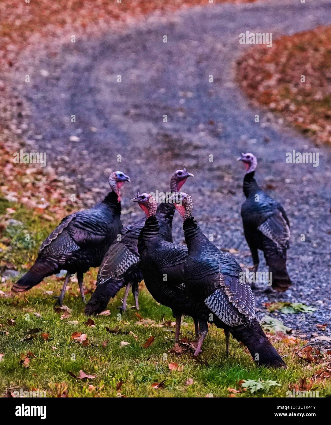 A rafter of wild turkeys gather on a driveway, Tuesday, Oct. 7, 2025 ...