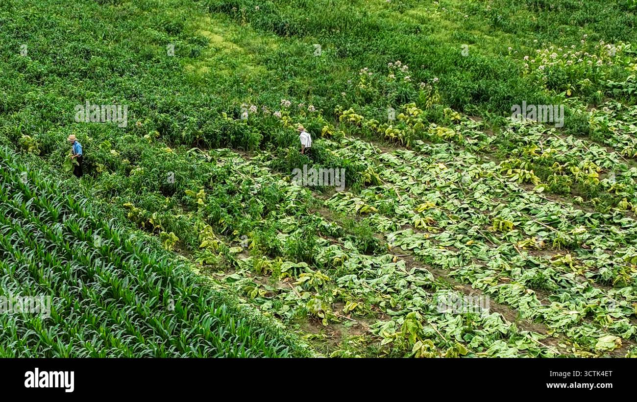 Two farmers tending crops in hi-res stock photography and images - Alamy
