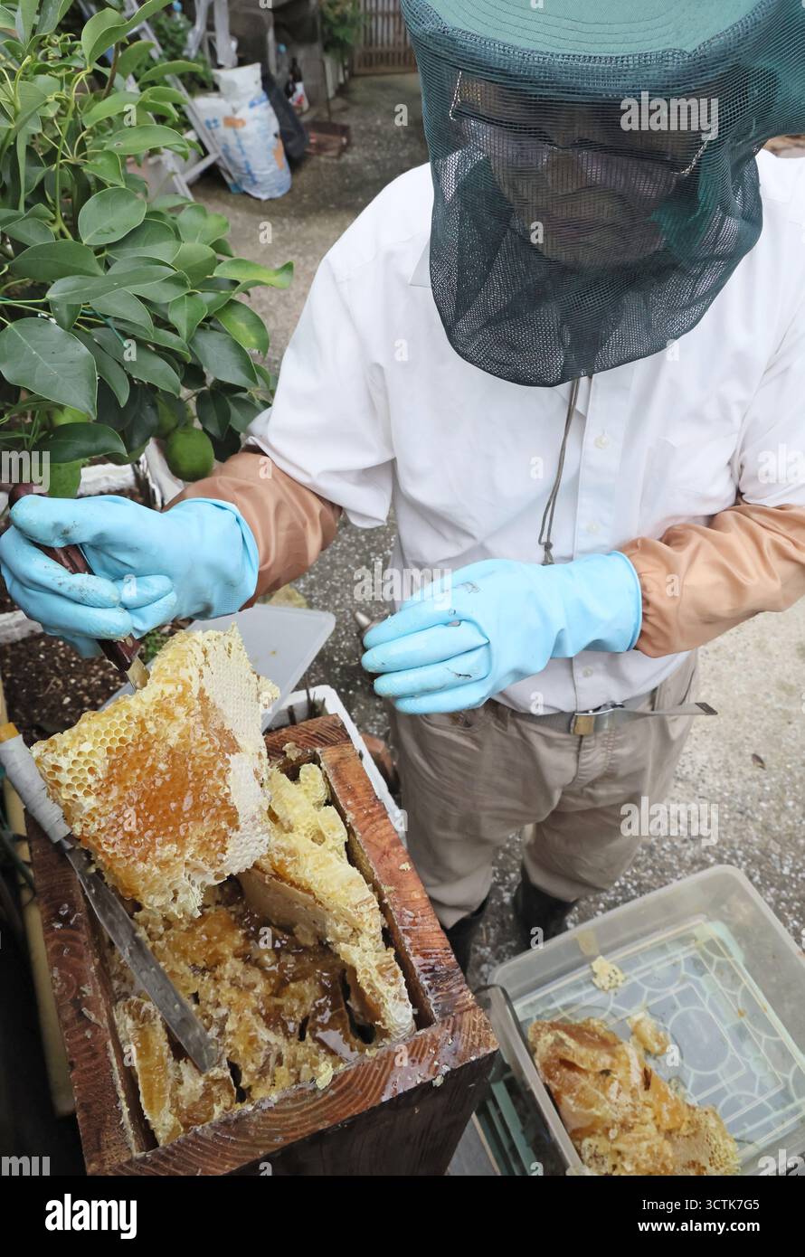 A photo shows the work of collecting honey from beehives of Japanese ...