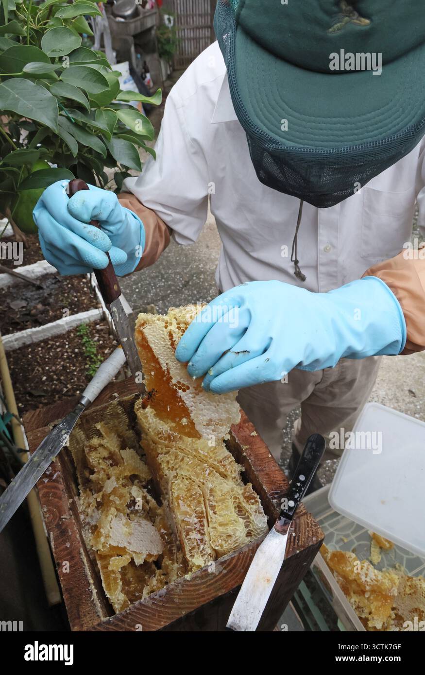 A photo shows the work of collecting honey from beehives of Japanese ...