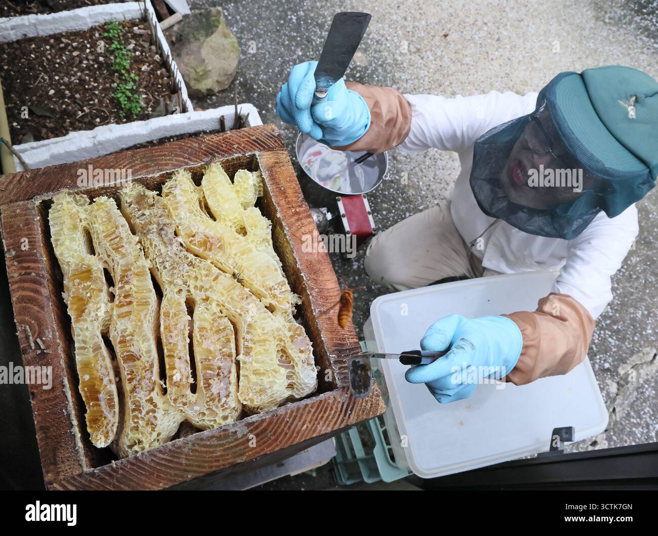 A photo shows the work of collecting honey from beehives of Japanese ...