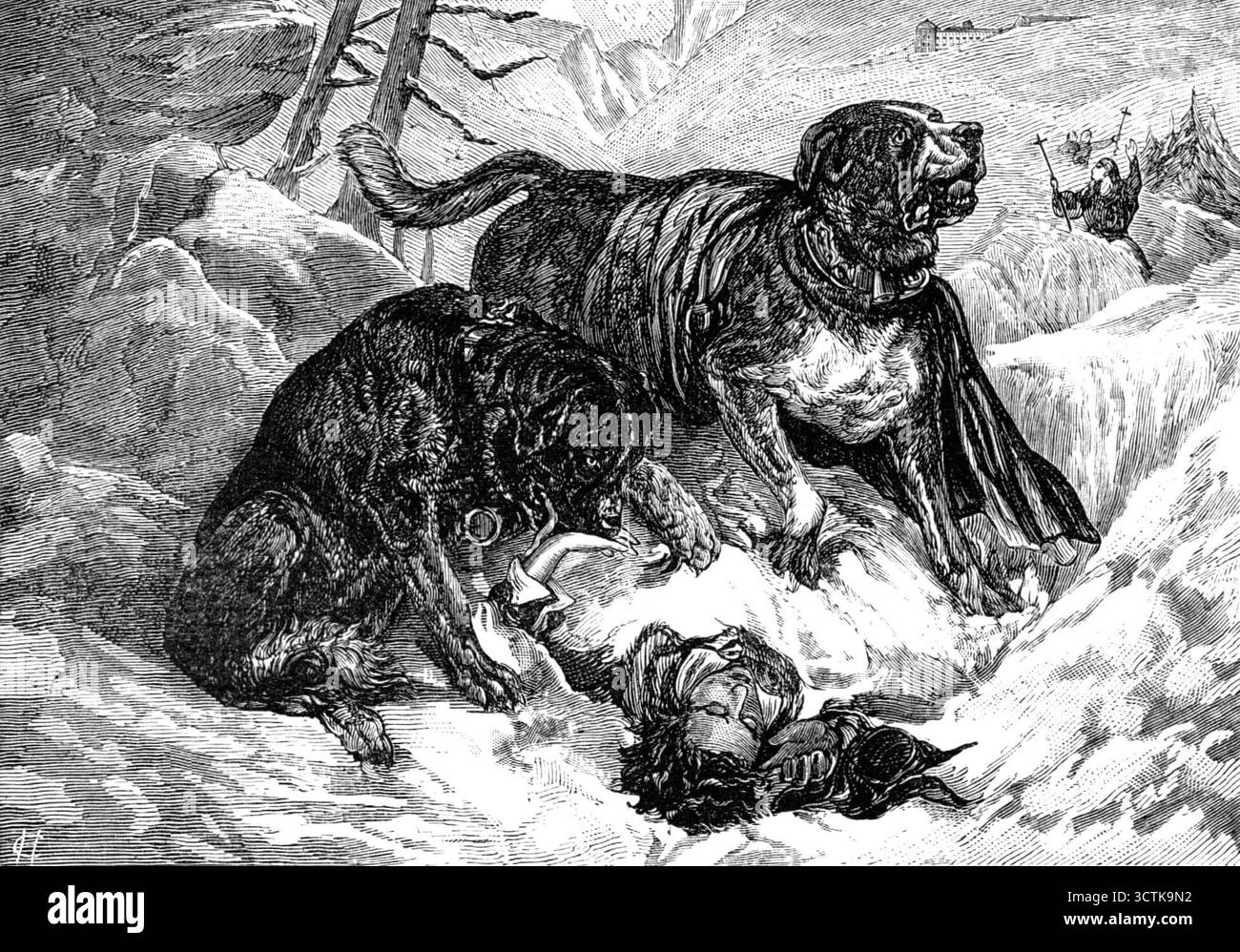 Newfoundland wolf hi-res stock photography and images - Alamy