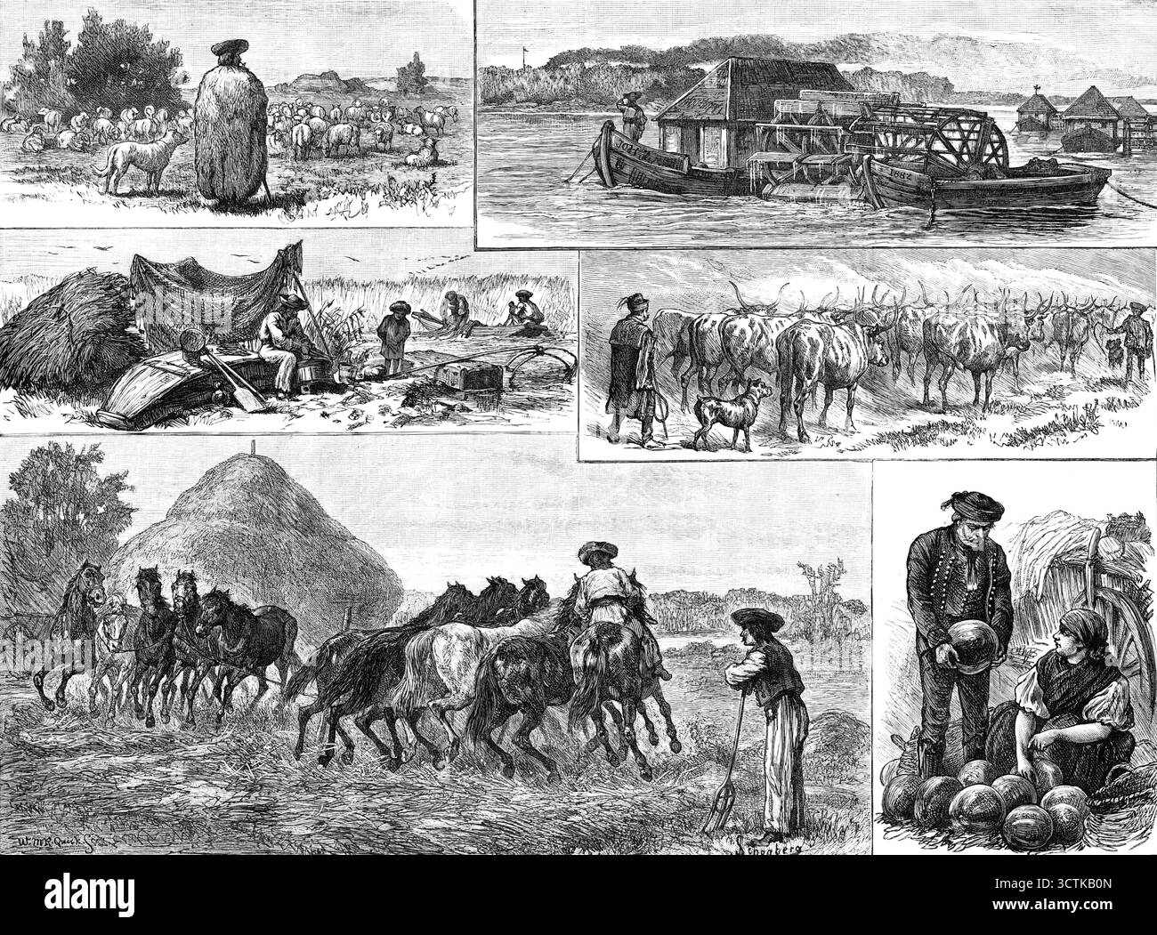 Farmhand horses Black and White Stock Photos & Images - Alamy