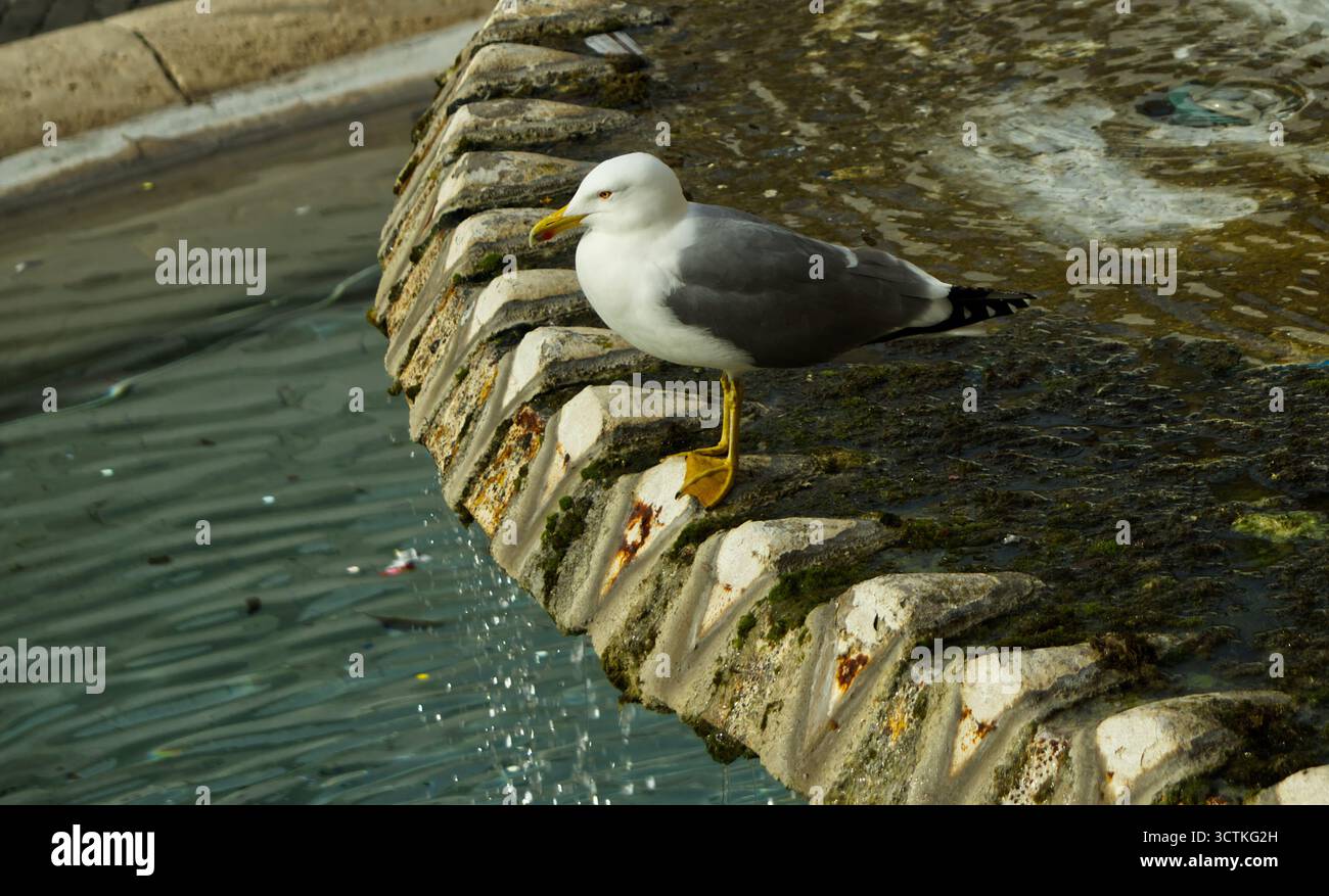 Seagull perching on water hi-res stock photography and images - Alamy