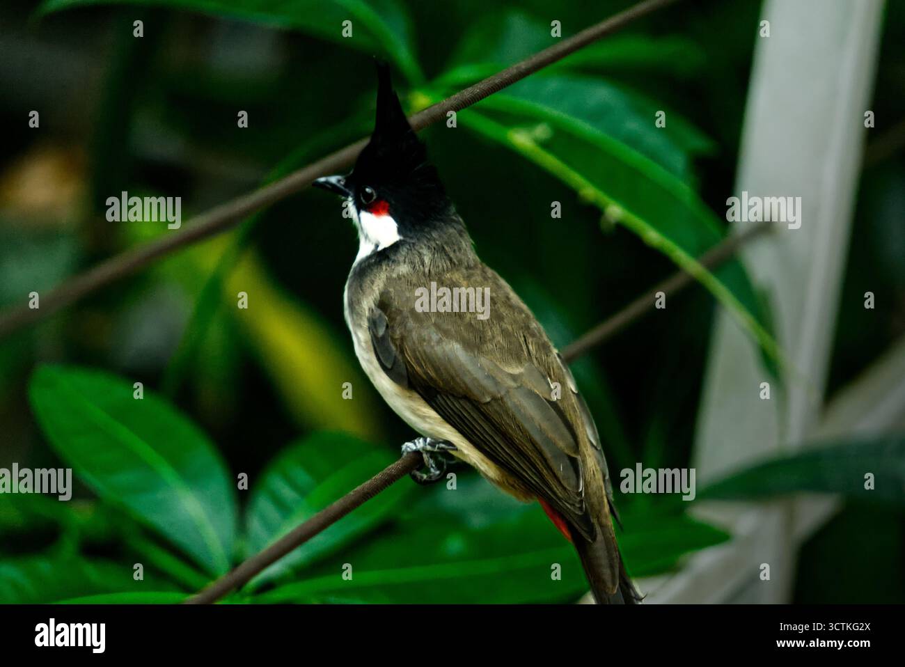 Red bird on metal hi-res stock photography and images - Alamy