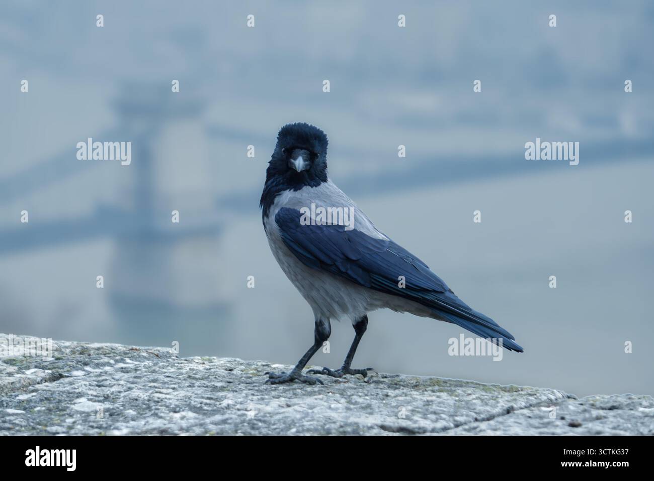 Crow on castle wall hi-res stock photography and images - Alamy