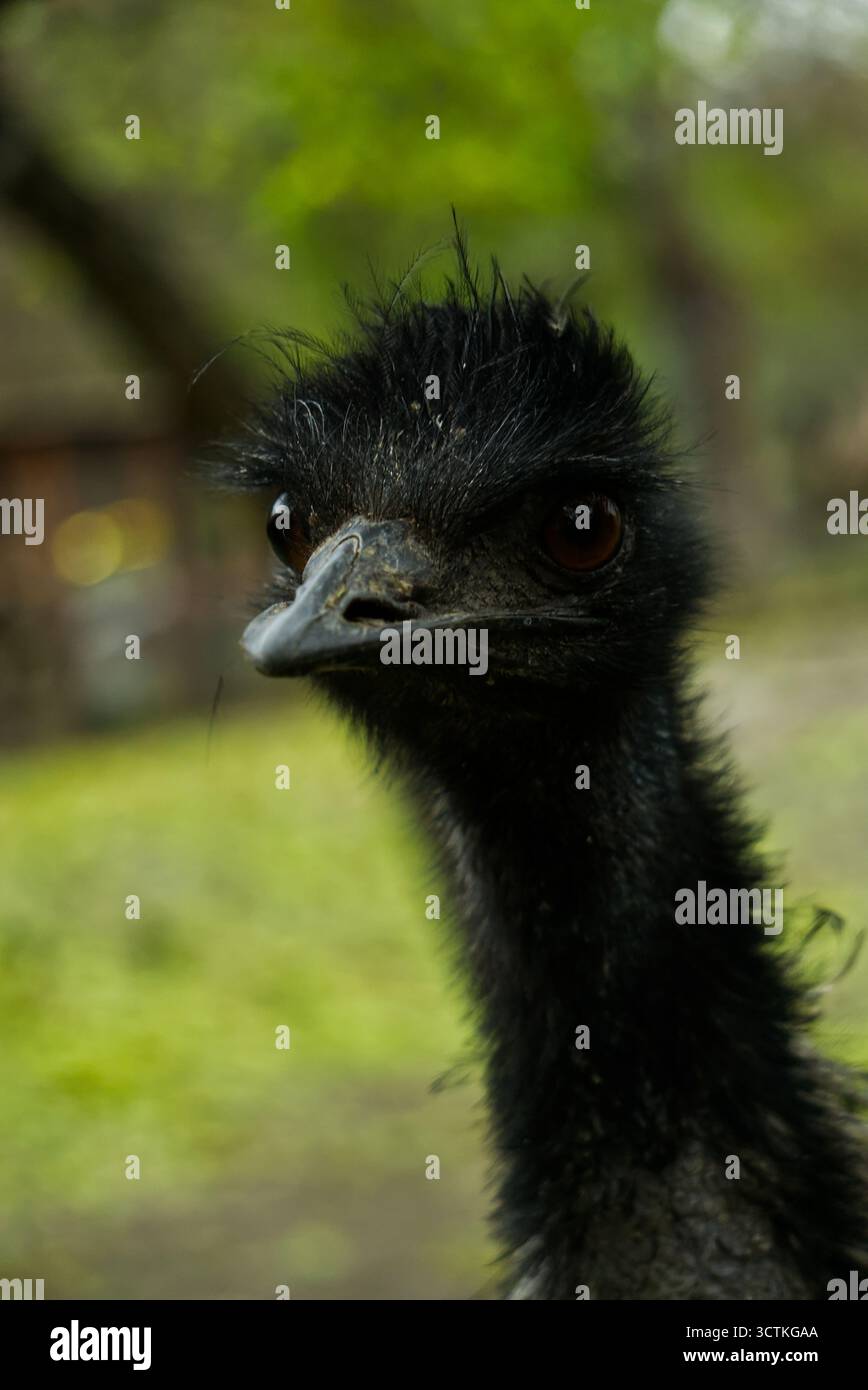 Emu eye in close hi-res stock photography and images - Alamy