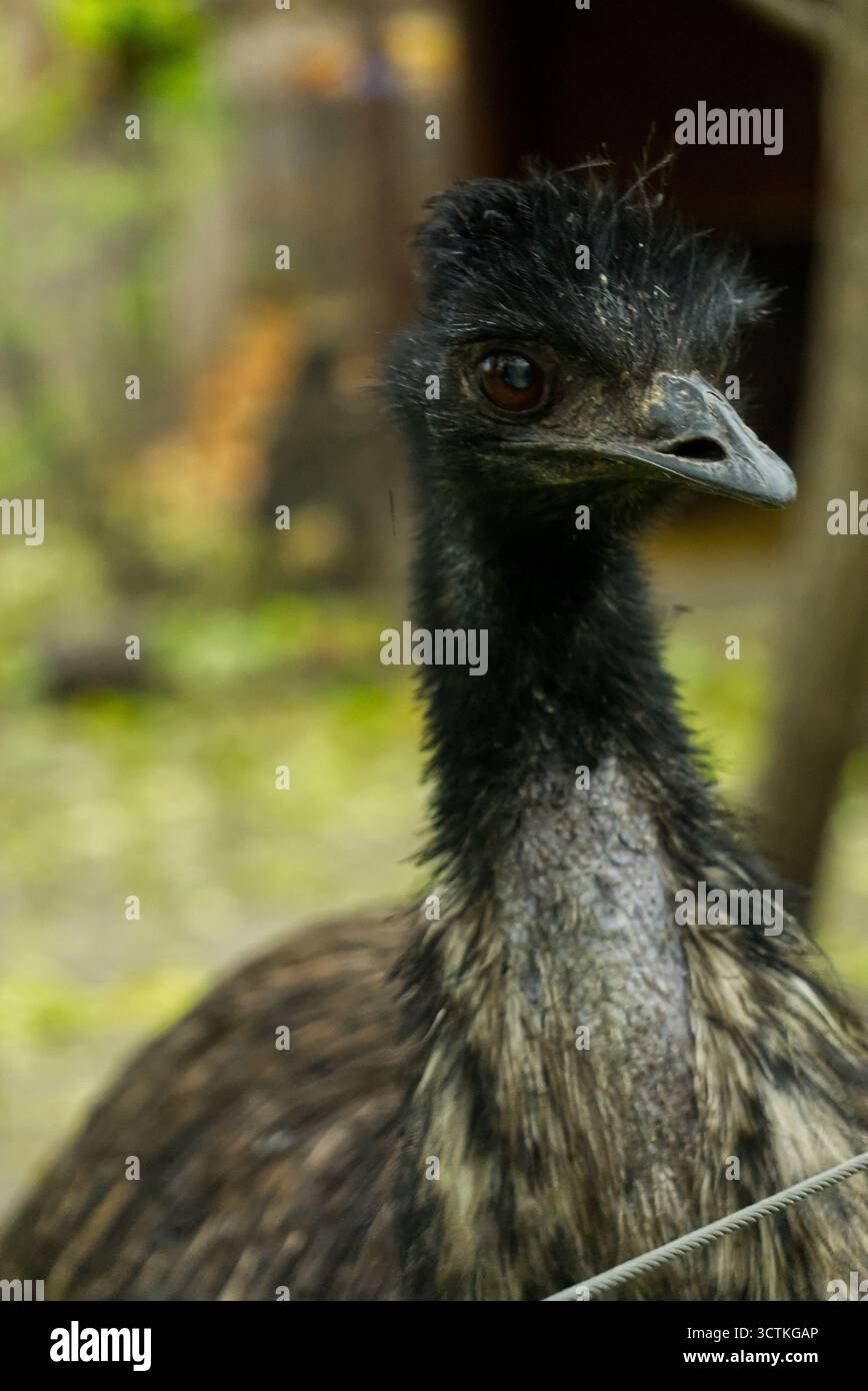 Emu eye in close hi-res stock photography and images - Alamy
