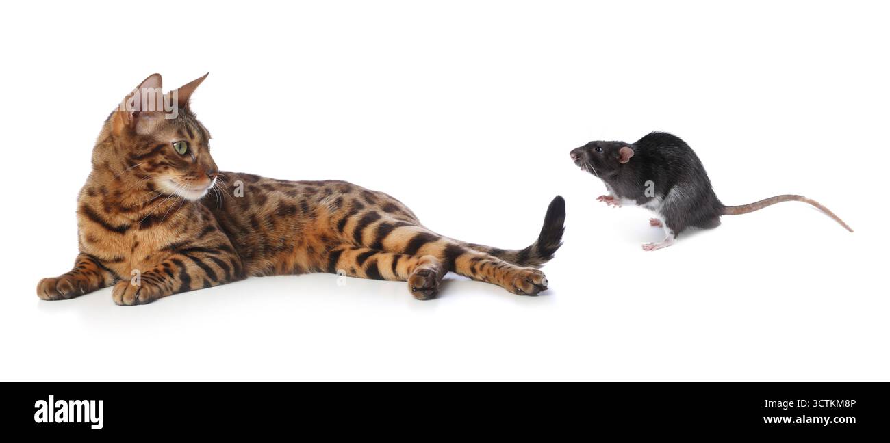 Cute cat looking rat hi-res stock photography and images - Alamy