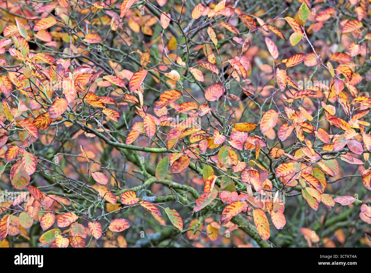 Laubfärbung der Felsenbirne Kupferrotes Herbstlaub der Felsenbirne ...