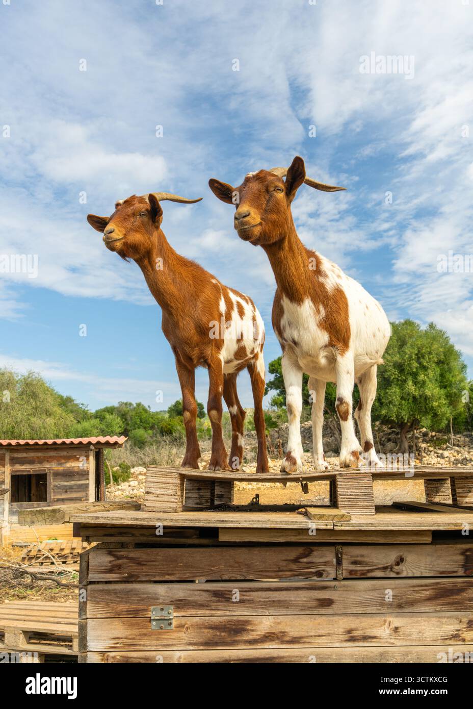 Two playful goats standing hi-res stock photography and images - Alamy