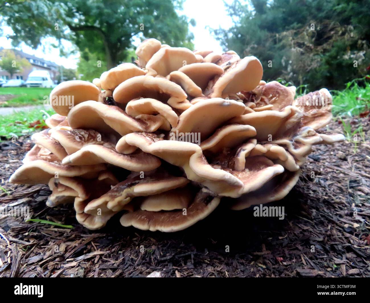 wenn der Baumporling noch jung unf frisch austreibt, ist er durchaus ...