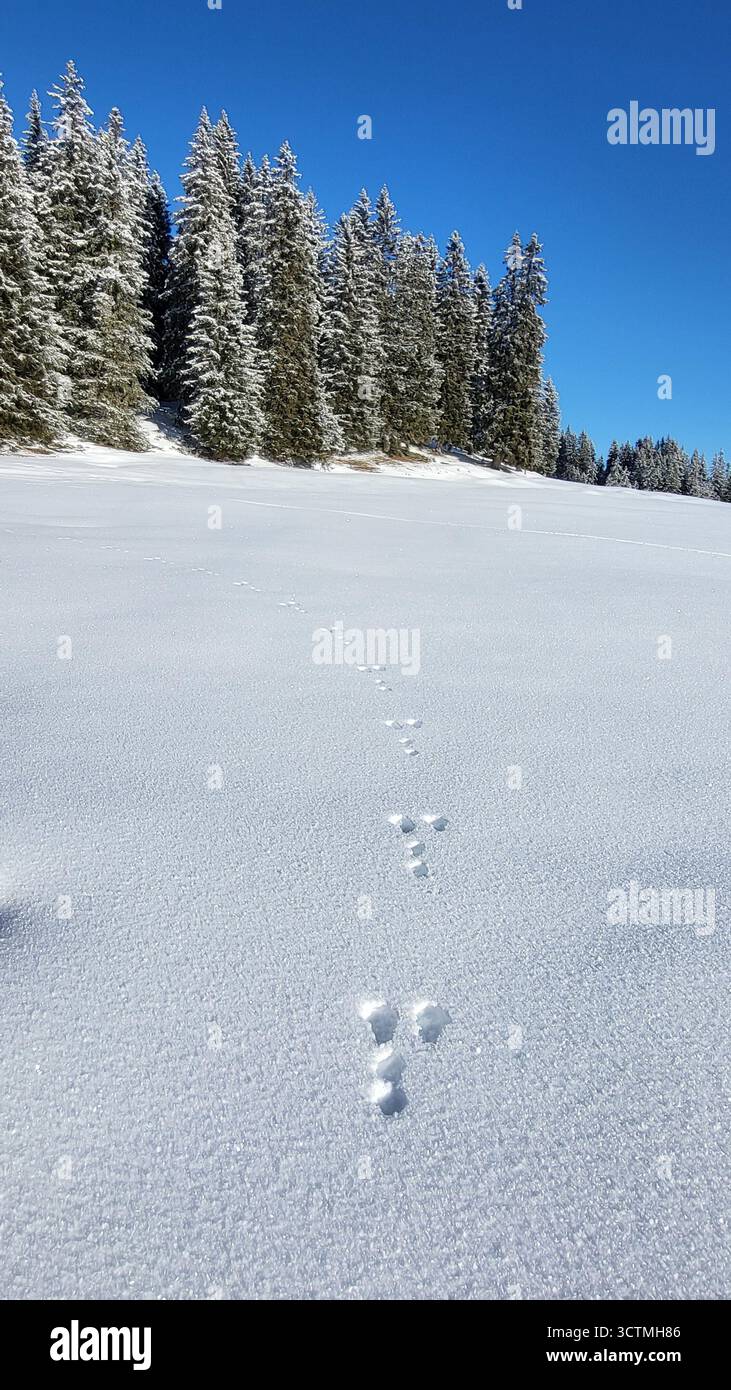 A peaceful winter scene featuring delicate rabbit tracks in untouched ...
