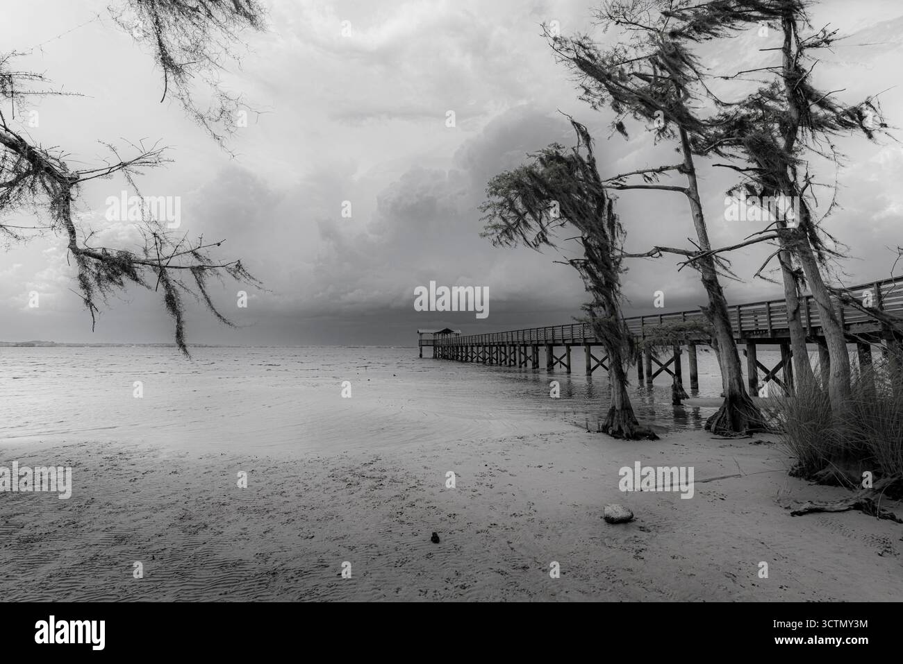 Moody Black And White Coastal Pier Scene With Windy Trees And Stormy ...