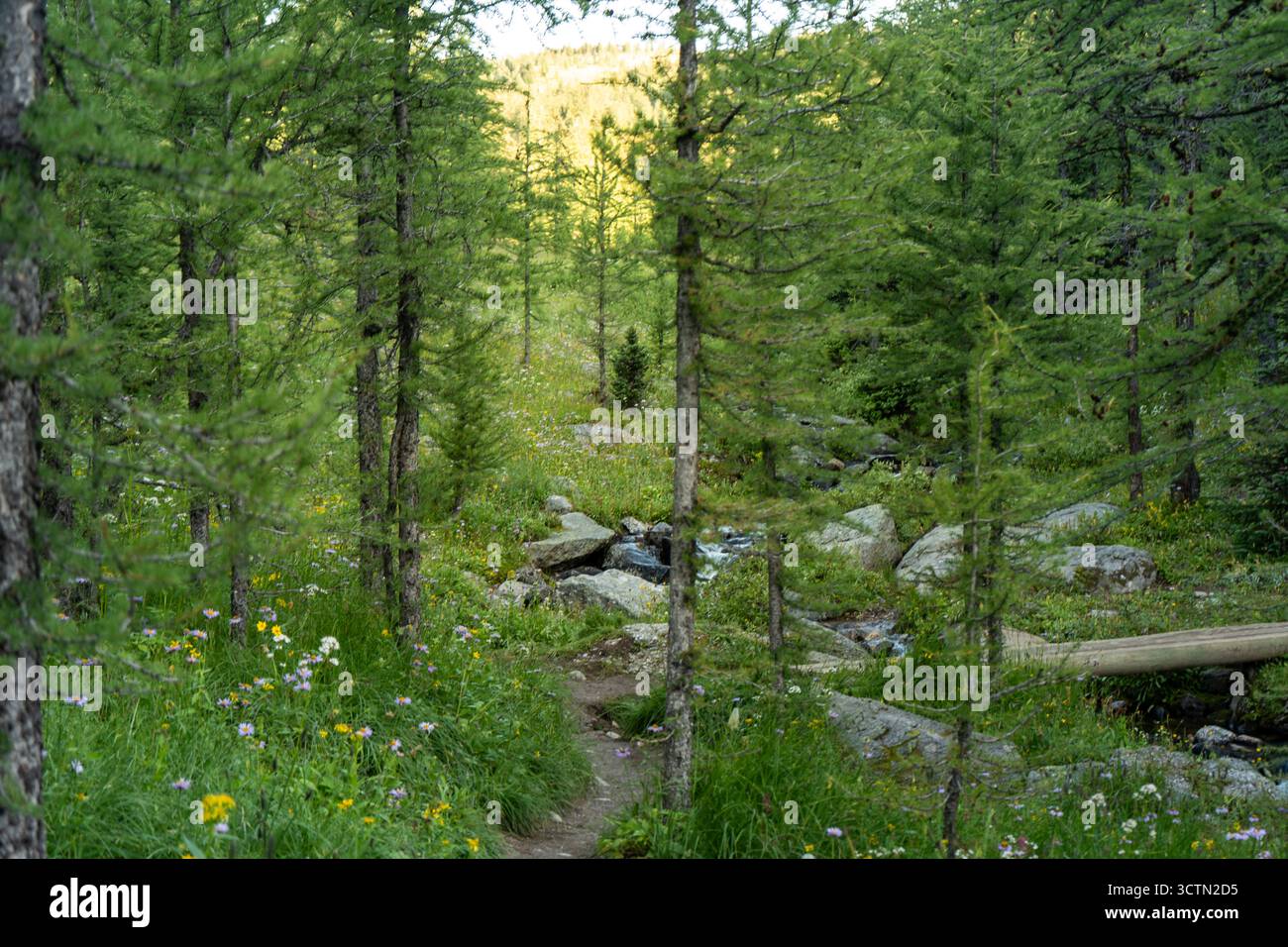 Idyllic forest scene with a stream, rocks, and lush green vegetation ...