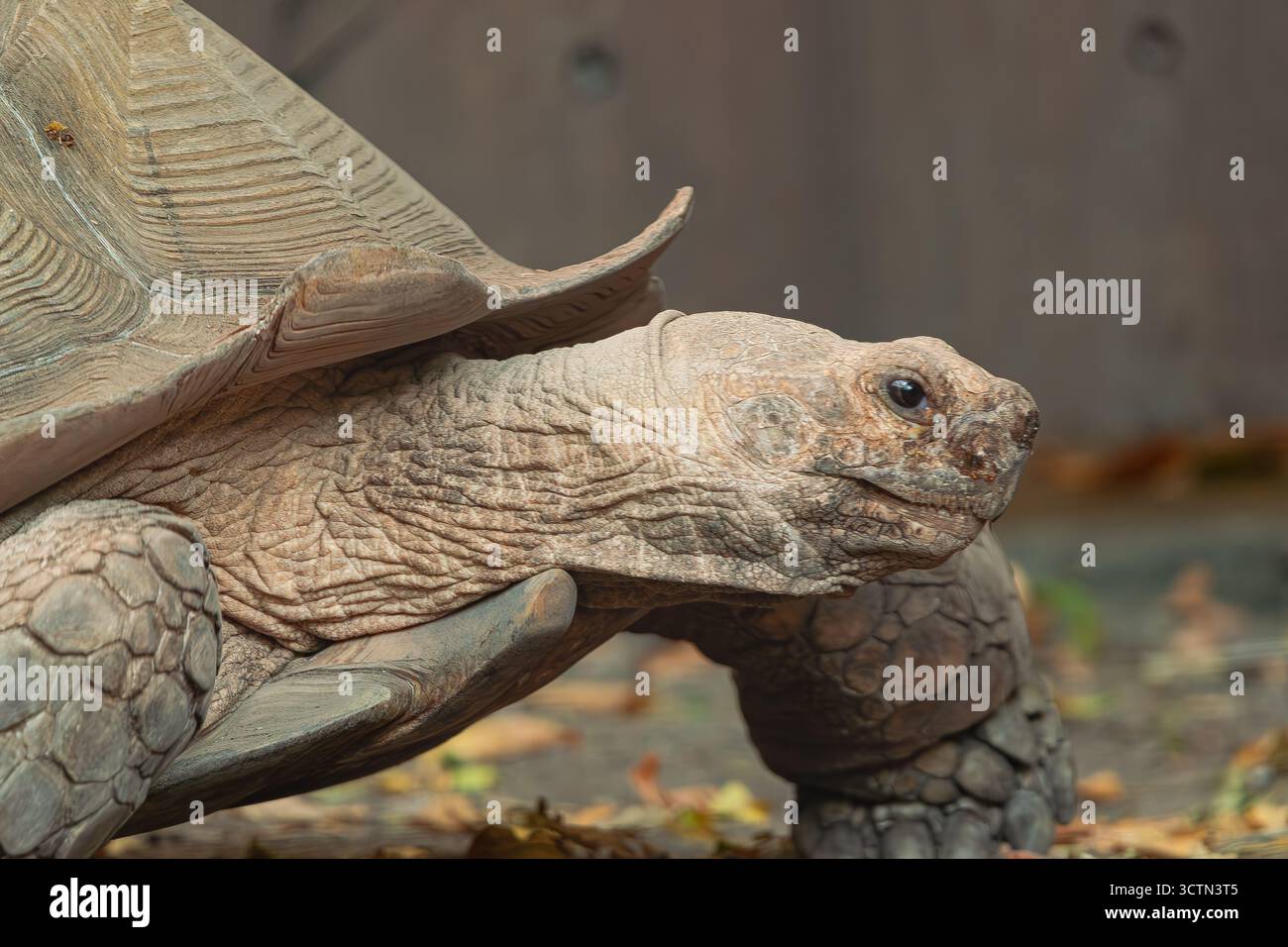 African spurred tortoise (Centrochelys sulcata), very close side ...