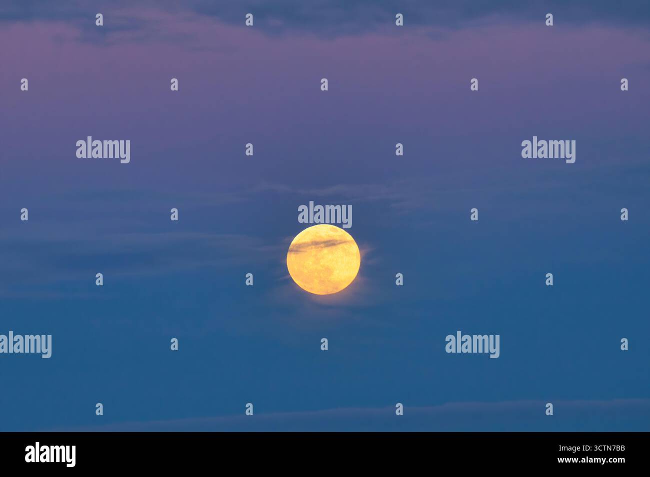 Full harvest moon rising into a blue hour sky Stock Photo - Alamy