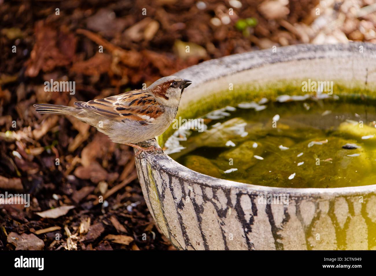 House sparrow (Passer domesticus) drinking water from a garden birdbath ...