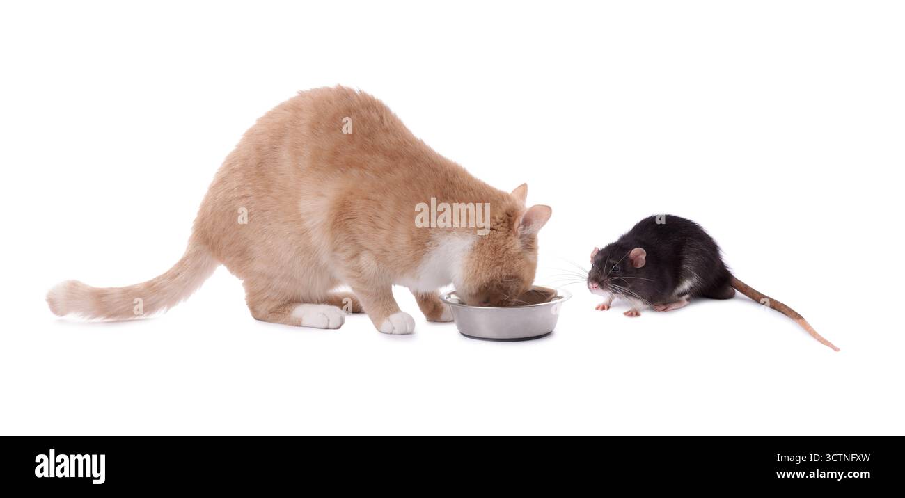 Rat looking at cat eating from feeding bowl against white background ...