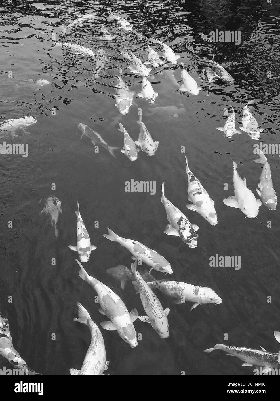 Pond fish Black and White Stock Photos & Images - Alamy