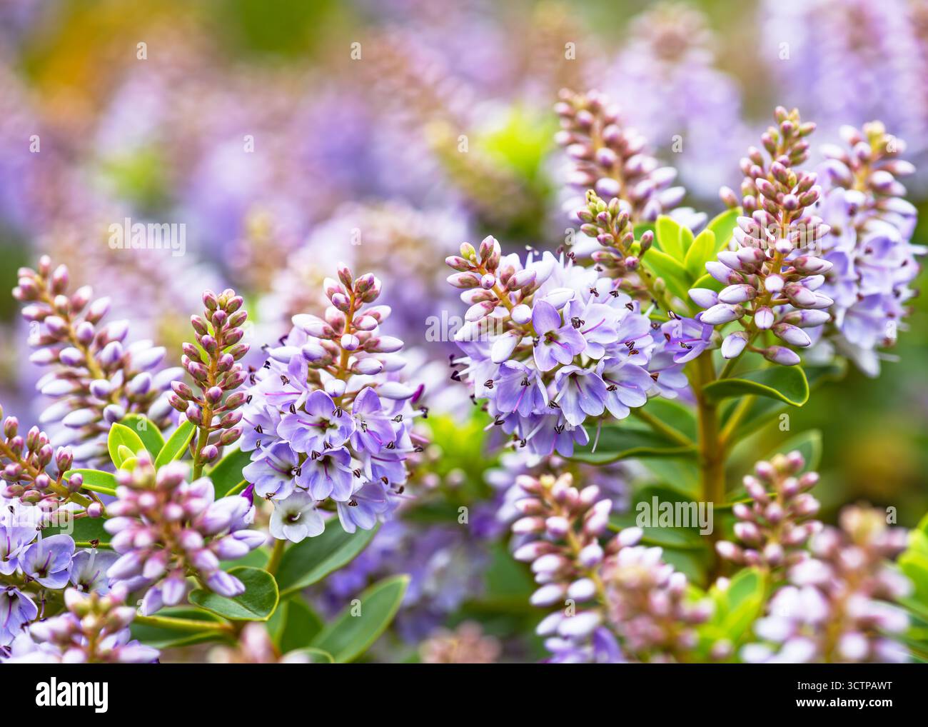 Beautiful blooming of Veronica plant (Hebe andersonii) with delicate ...