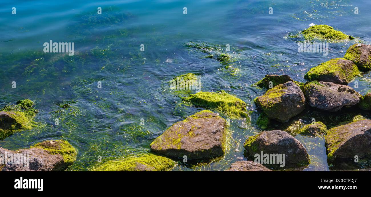 Water surface covered algae hi-res stock photography and images - Alamy