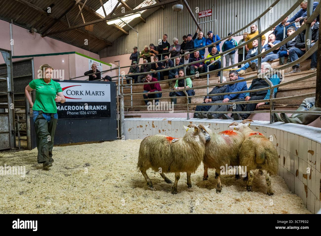 Cork marts hi-res stock photography and images - Alamy