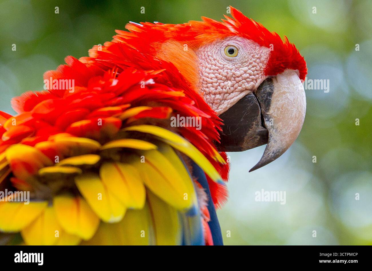 Guaras en libertad hi-res stock photography and images - Alamy