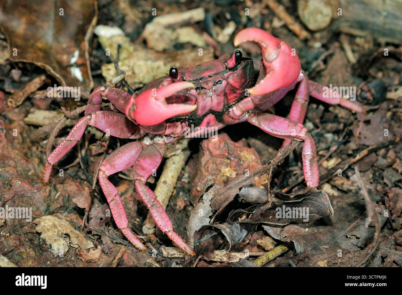 freshwater crab, Gecarcinucidae, Western Ghats, Sahyadri, Goa, India ...