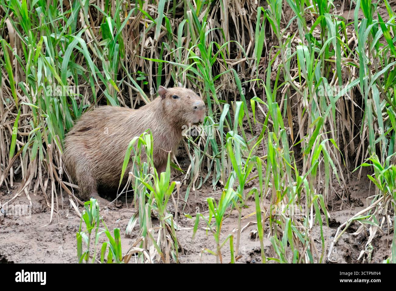 capybara, greater capybara, Hydrochoerus hydrochaeris, Tambopata ...