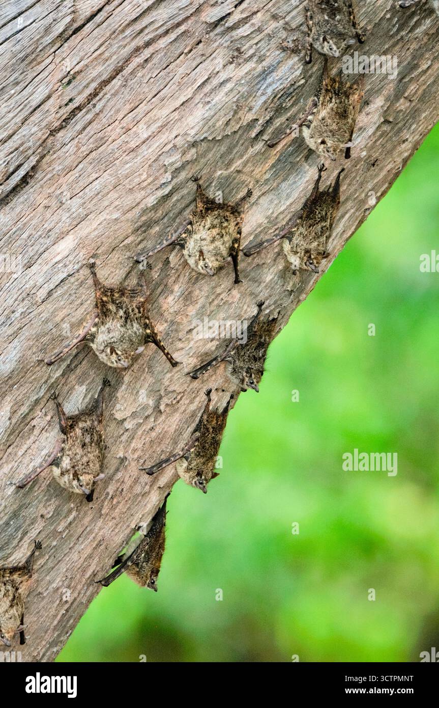 Bat tres hi-res stock photography and images - Alamy