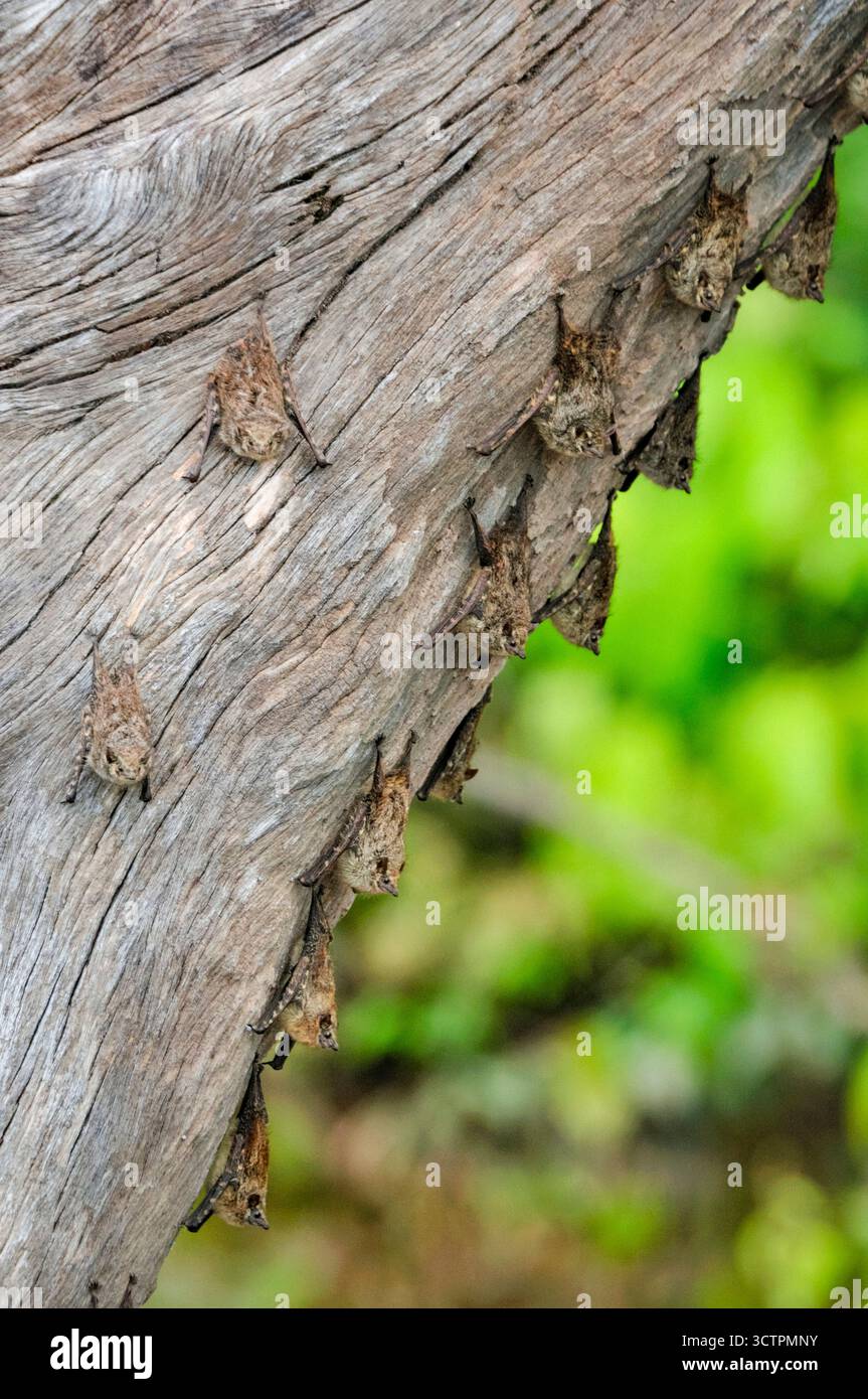 proboscis bat、long-nosed proboscis bat, sharp-nosed bat ...