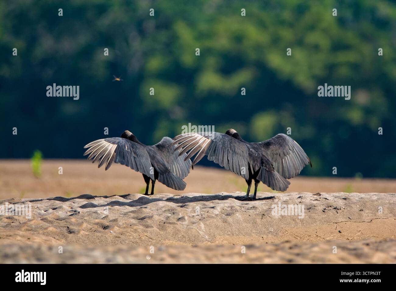 black vulture, American black vulture, Coragyps atratus, Napo Wildlife ...