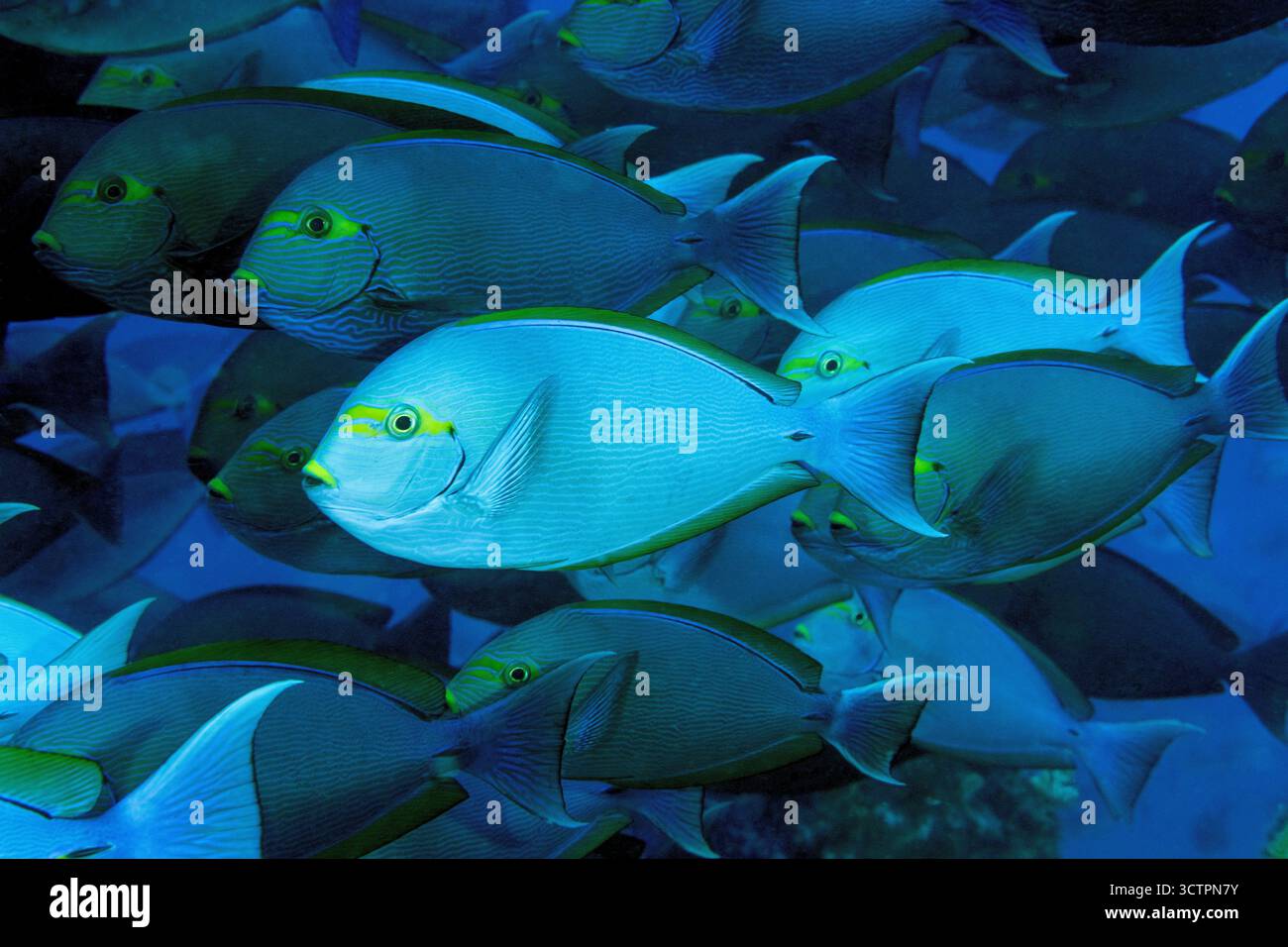 Yellowmask surgeonfishes, Acanthurus mata, Raja Ampat Indonesia Stock ...