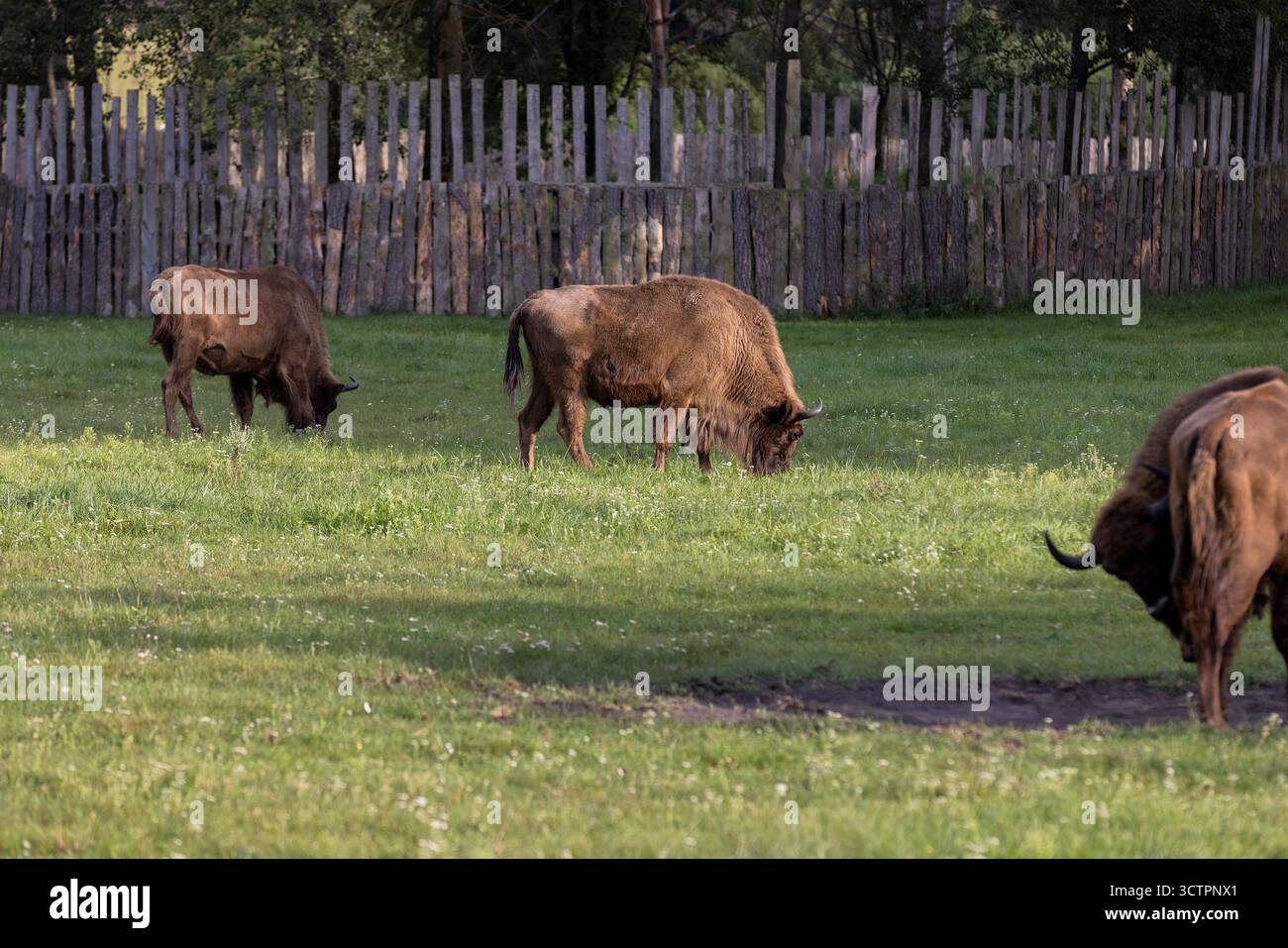 a group of Belarusian bison grazing on green grass in an aviary, wild ...