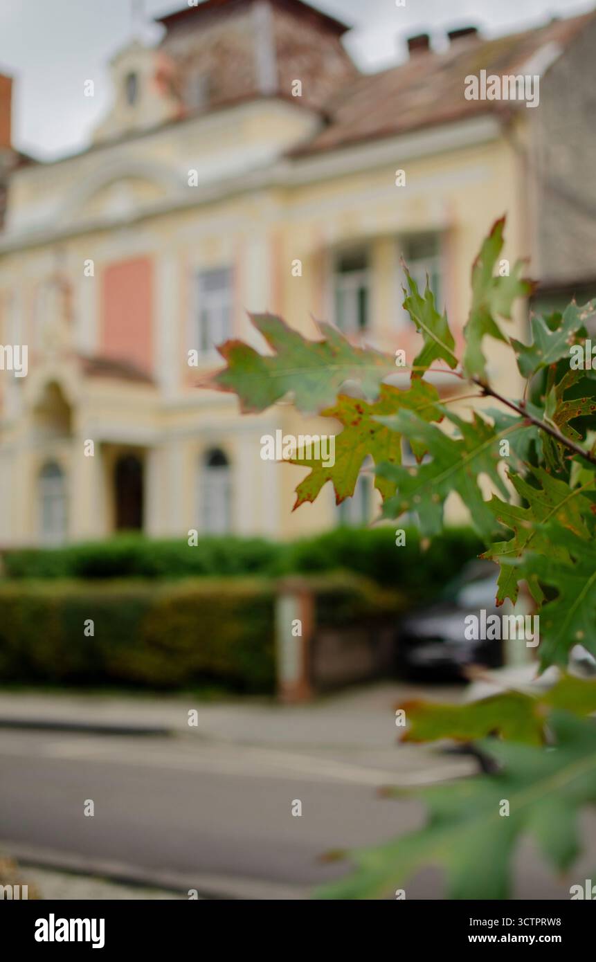 Close-up of autumn leaves on a tree branch with a blurred historic ...
