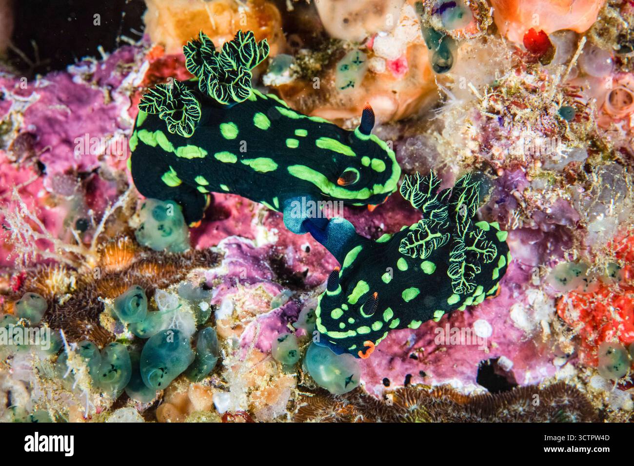 variable neon slug, dusky nembrotha, nudibranch, Nembrotha kubaryana ...