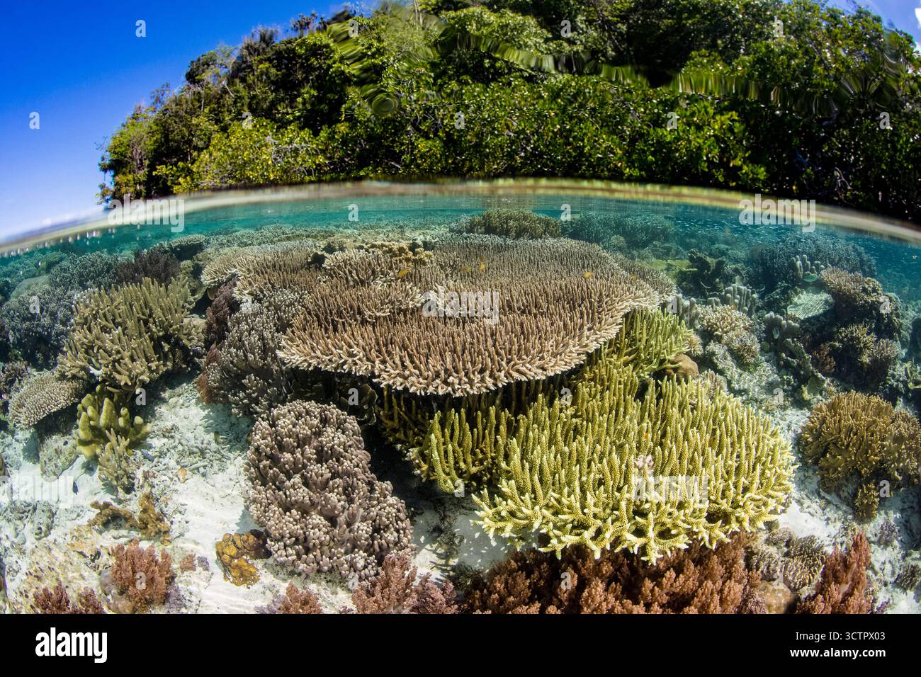 A beautiful coral reef thrives among the remote, tropical islands of ...