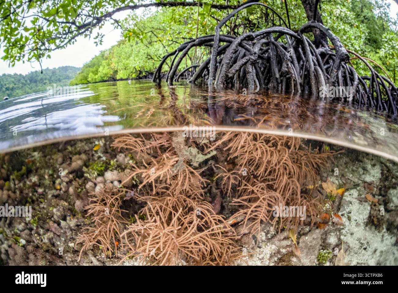 aerial prop roots of red mangrove, Rhizophora mangle, Raja Ampat, West ...