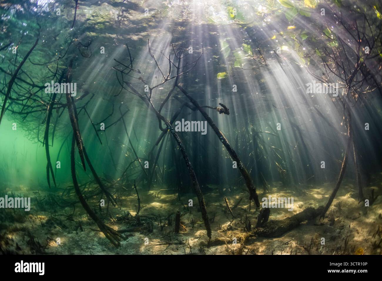 Bright sunbeams filter into the underwater shadows of a mangrove forest ...