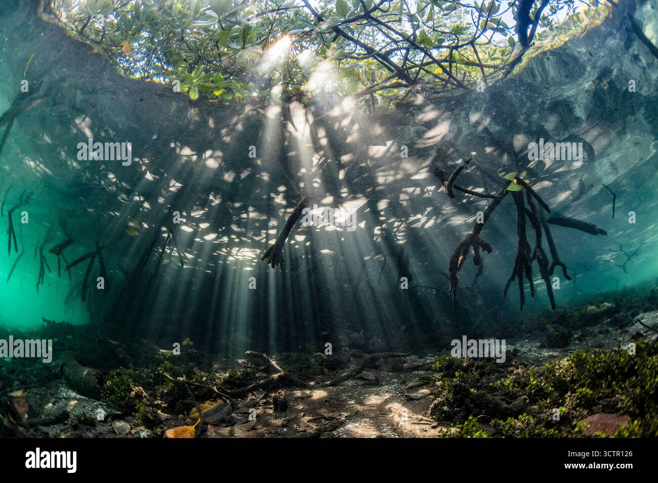 Bright beams of sunlight pass through the canopy of a mangrove forest ...