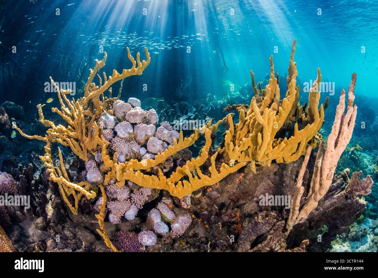 Beams of sunlight descend onto sponges and corals growing in a shallow ...