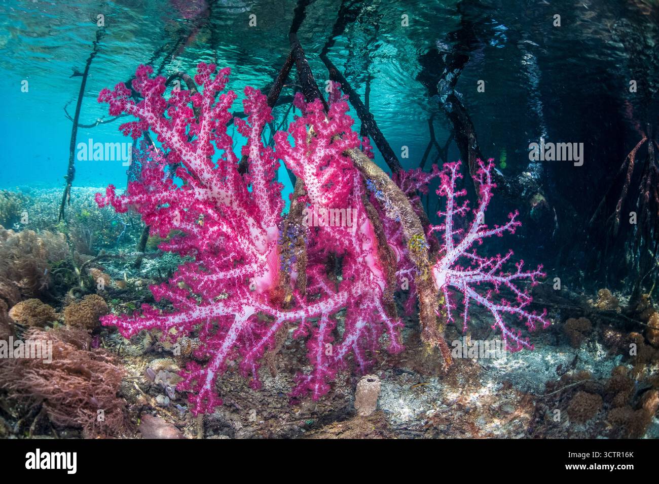 soft corals, Dendronephthya sp, growing on mangrove prop roots along ...
