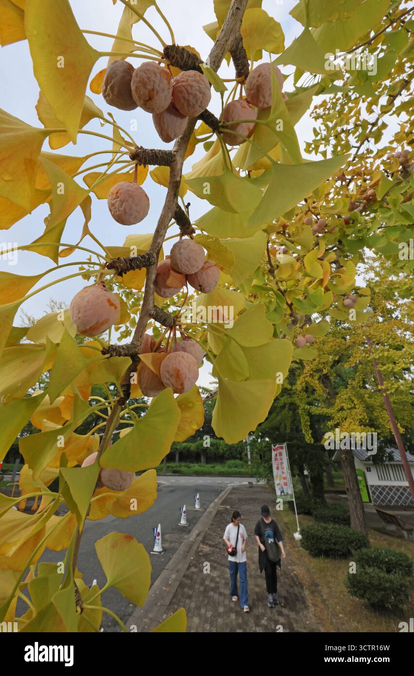 Lots of ginkgo nuts ripen at street trees in Fukuoka City, Fukuoka ...