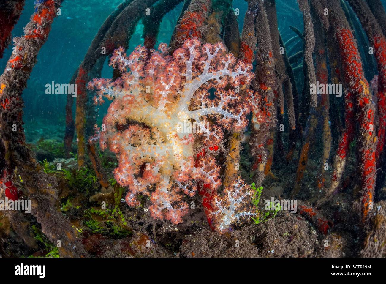 A colorful soft coral colony (Dendronephthya sp.) grows, along with ...