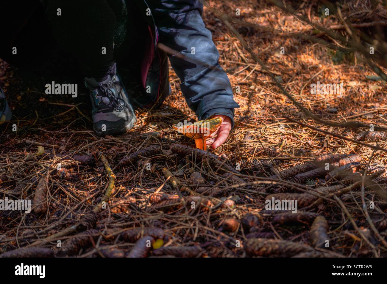 Woman picking mushroom from ground hi-res stock photography and images ...