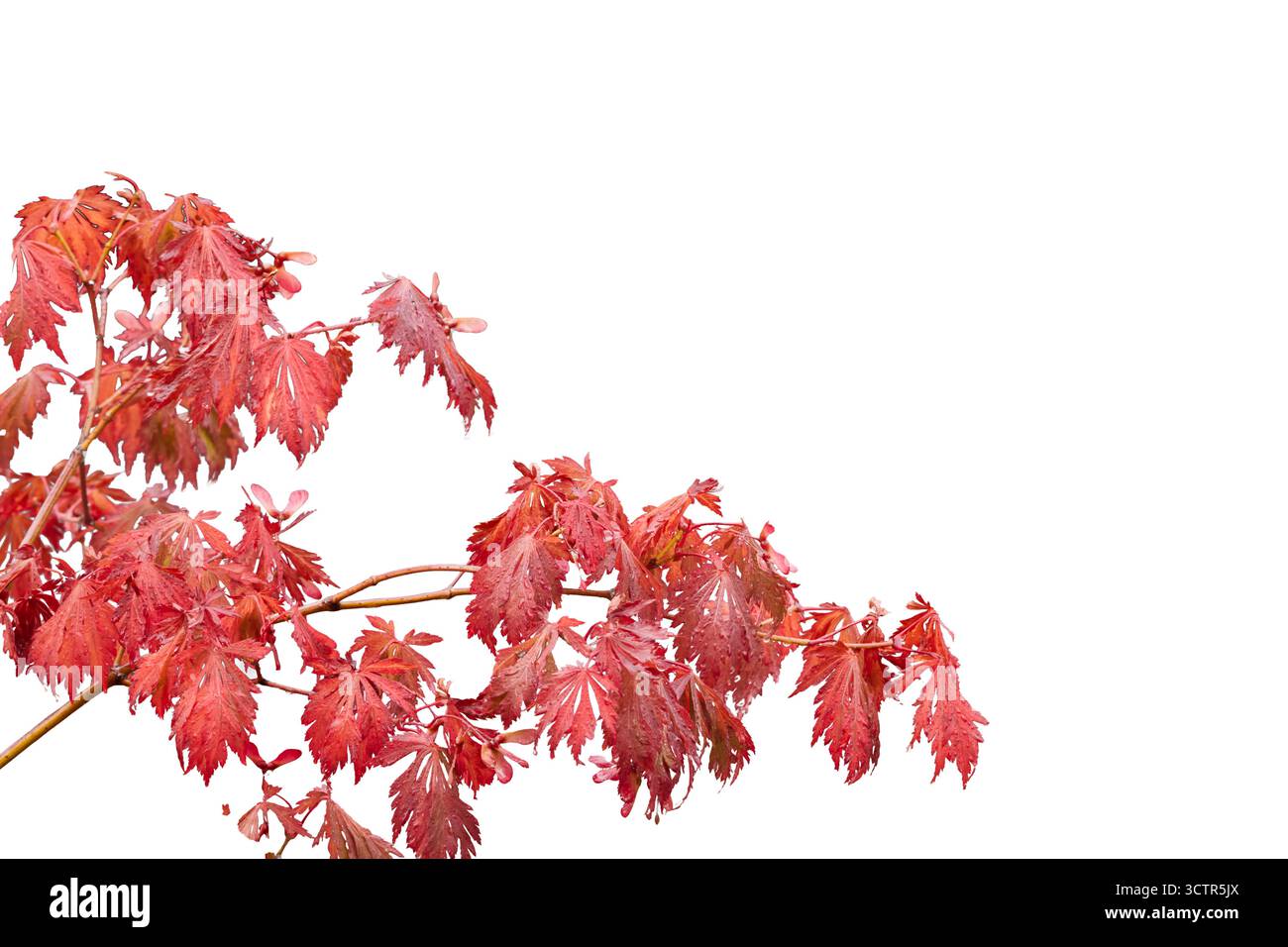 Colorful red leaves tree Cut Out Stock Images & Pictures - Alamy