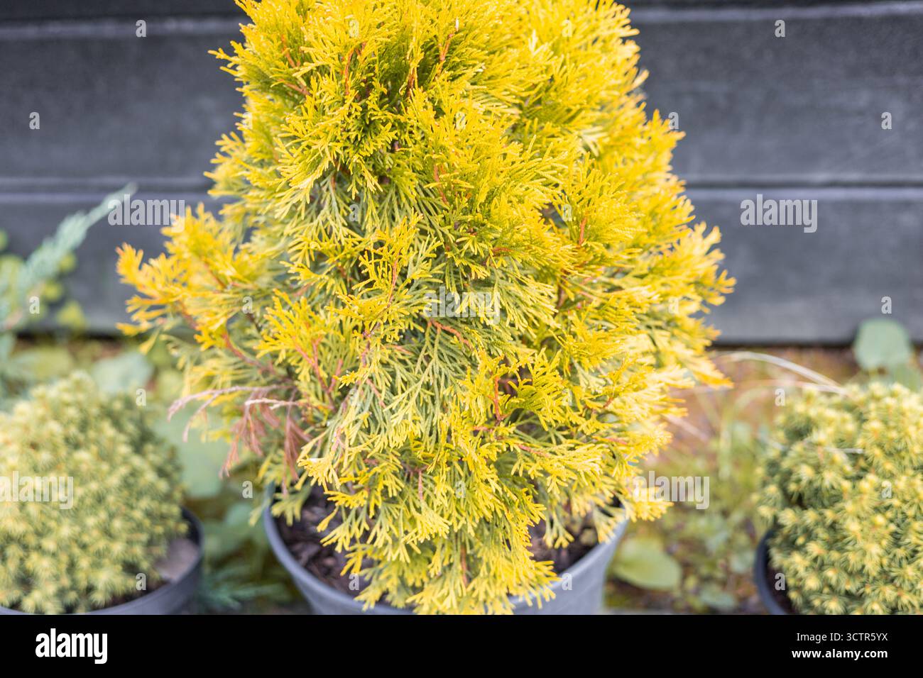 Potted plant showcases rich green hi-res stock photography and images ...